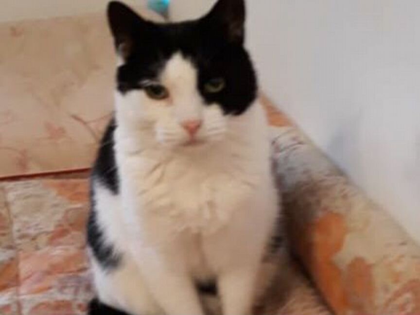 Котик Маркиз в шапочке