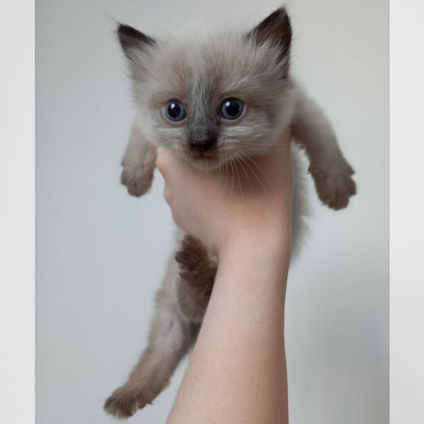 Сиамский котёнок