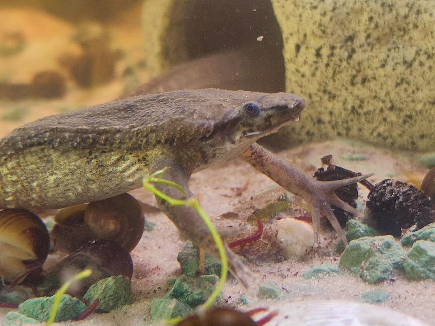 Пипа Корвальо (аквариумная лягушка) половозрелые
