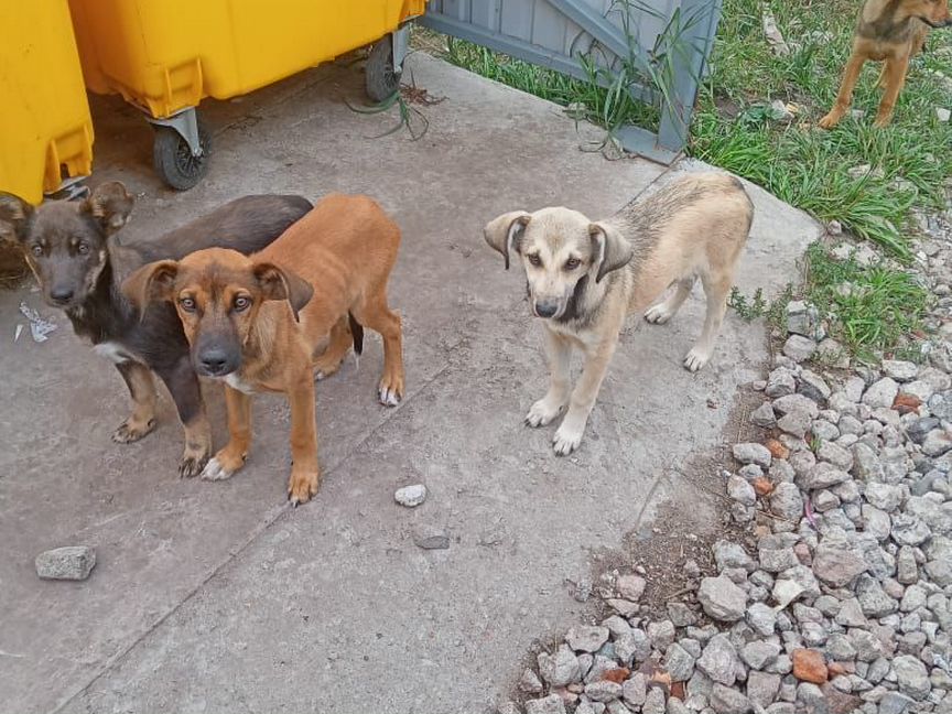 Щеночки в добрые руки