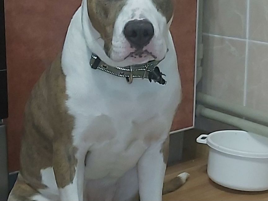 Стаффордширский терьер