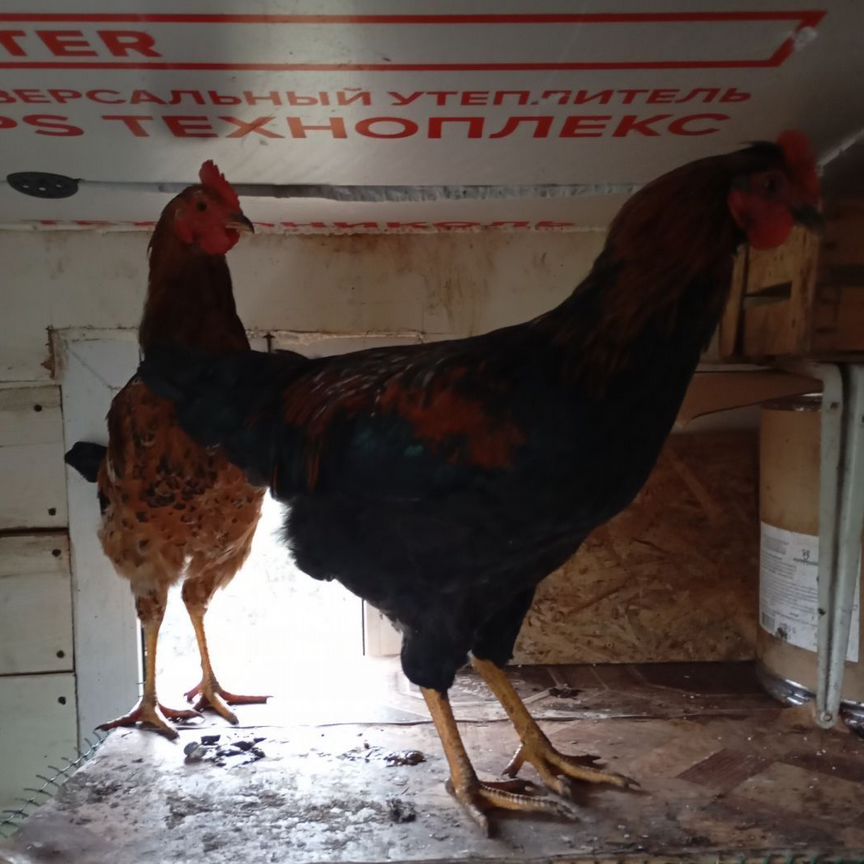 Молодые петушки