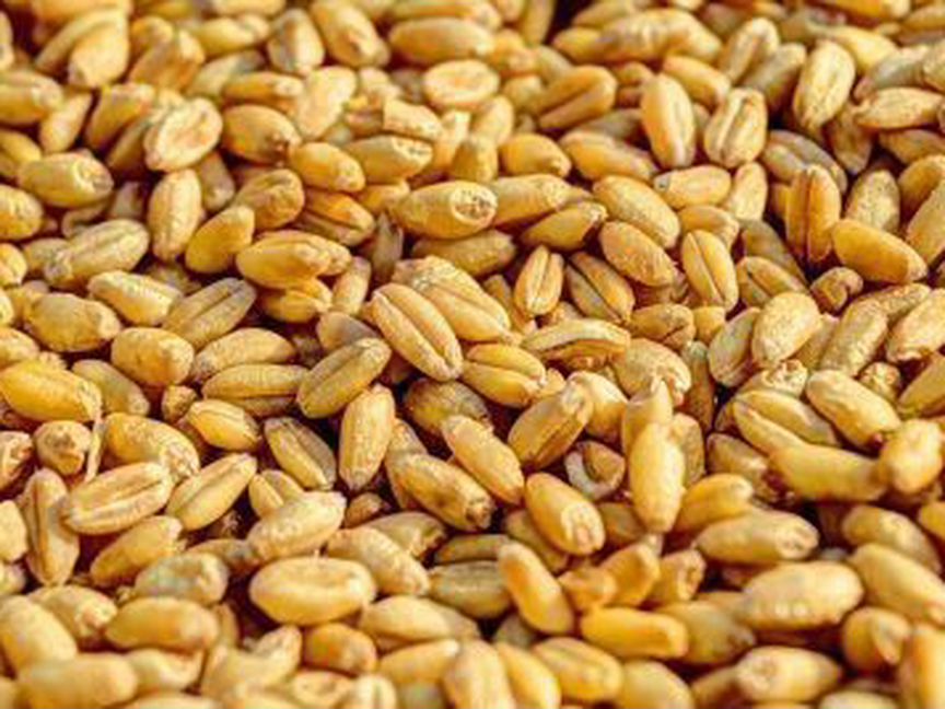 Фуражный овес зерно