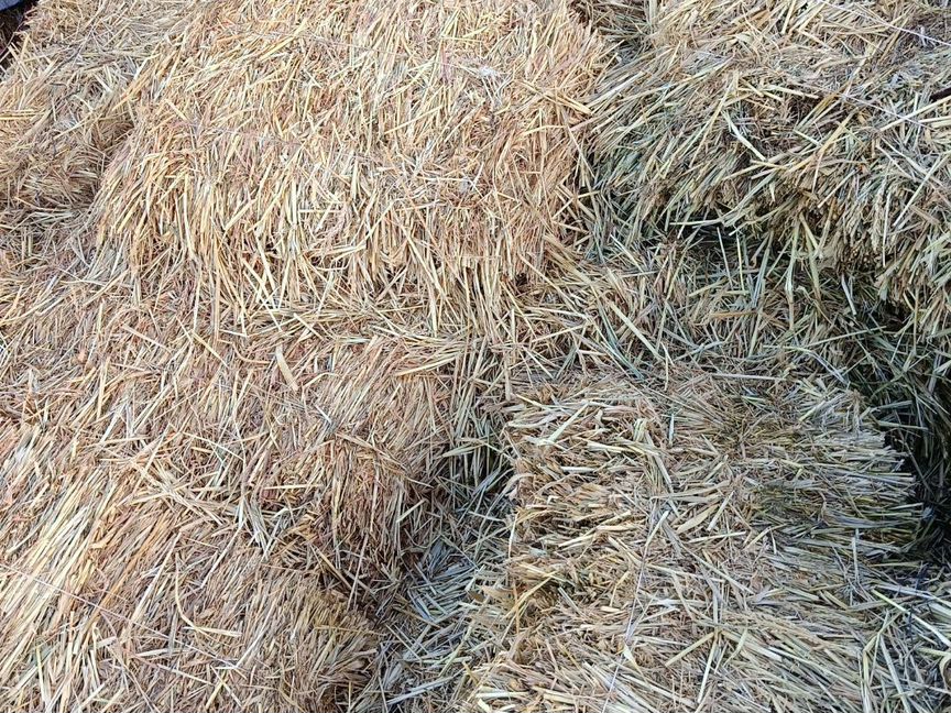 Сено суданка