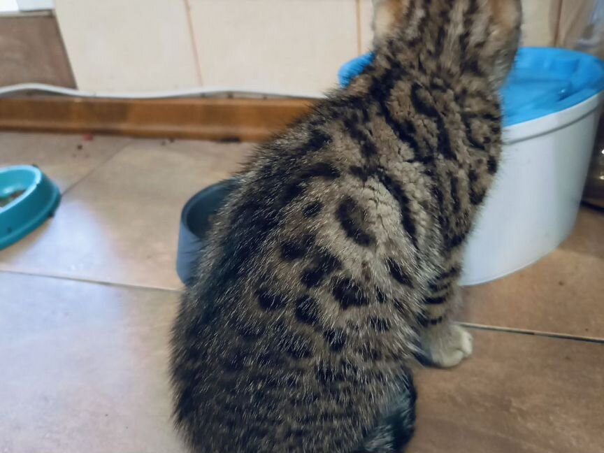 Домашние животные котята