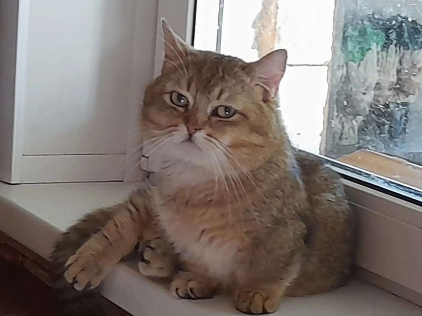 Котята манчкин от шикарной пары(пока бронь)