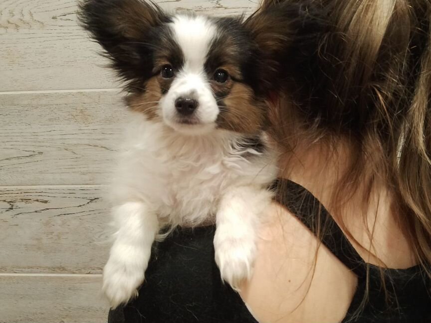 Девочки папийон. 3 месяца