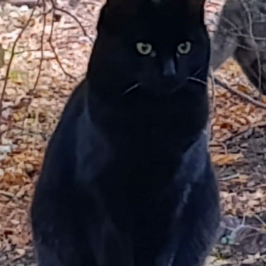 Котята в заброшенном замке