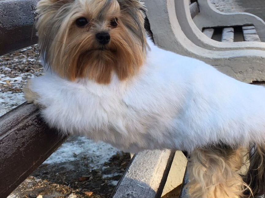 Шуба на собаку