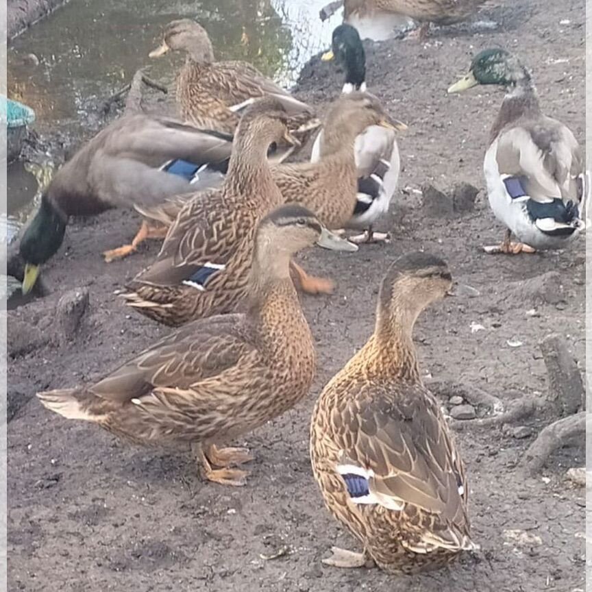 Дикие утки
