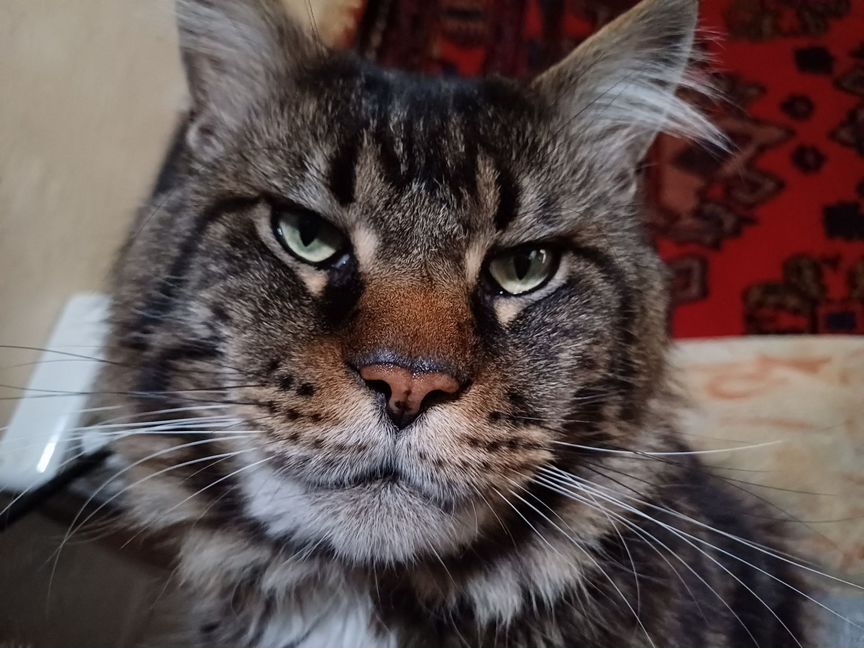 Коты мейн-кун вязка