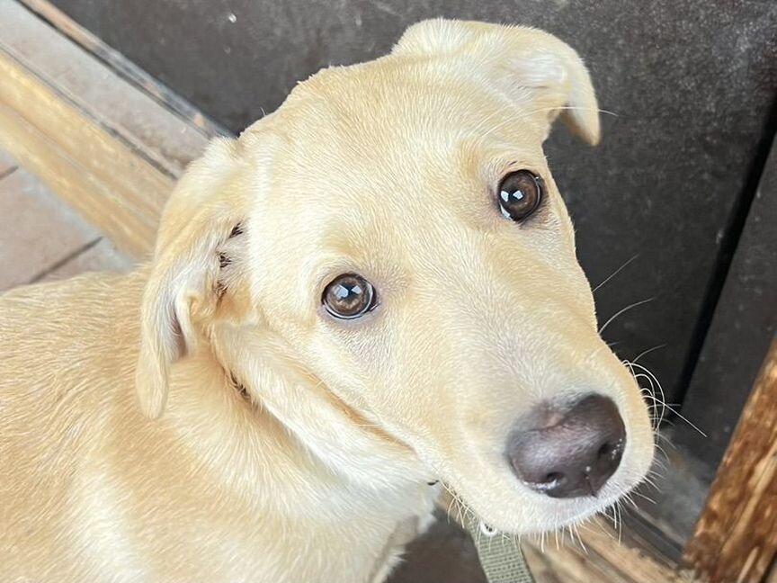 Отдам щенка лабрадора