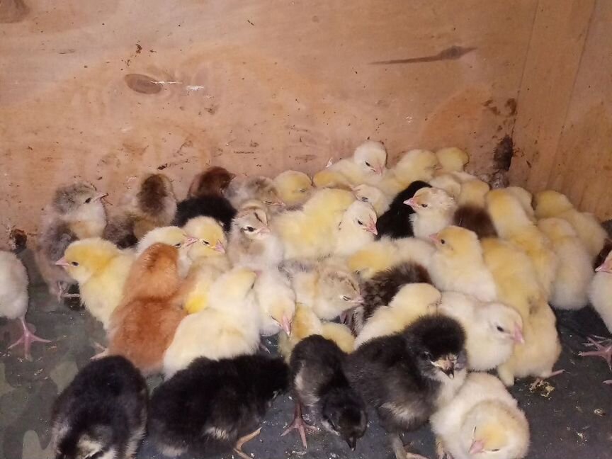 Цыплята
