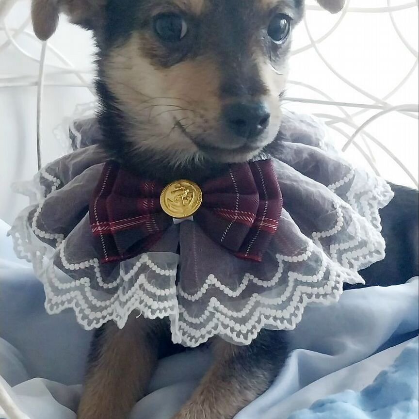 Щенок