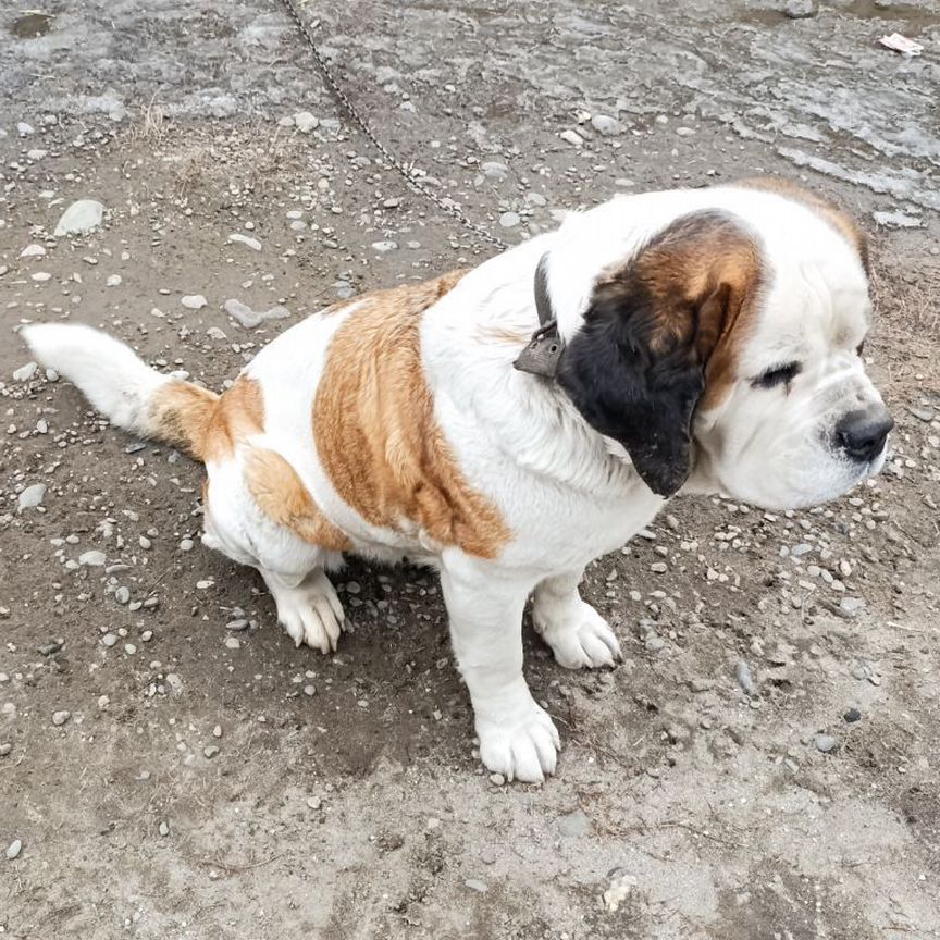 Сенбернар, взрослая собака