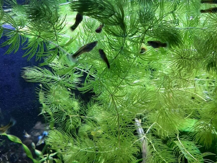 Роголистник