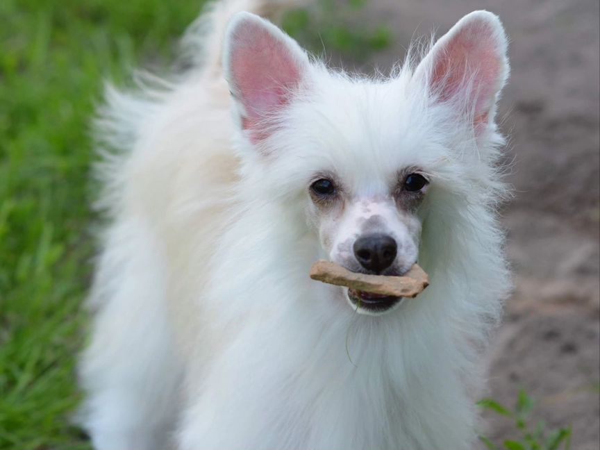 Китайская хохлатая пуховая