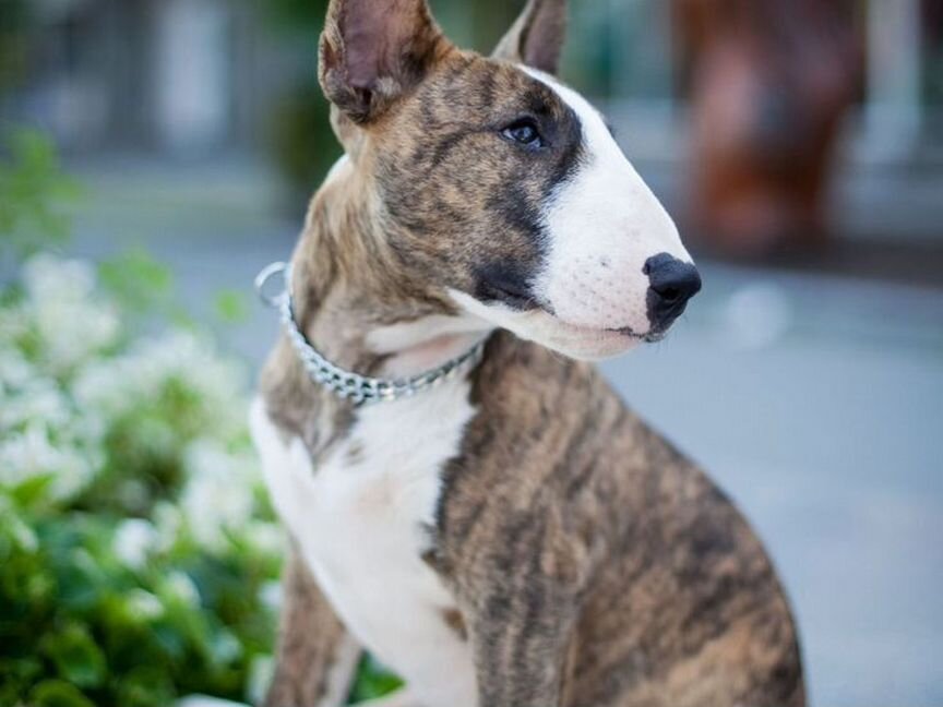 Щенки бультерьера