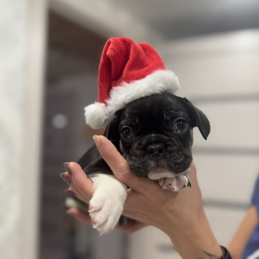 Франзуский бульдог