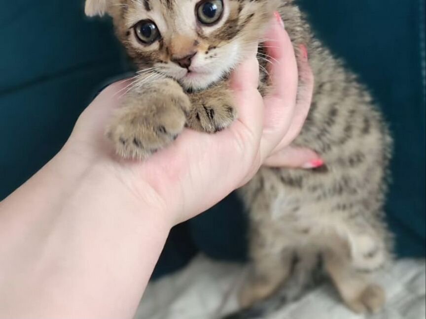 Продам котёнка