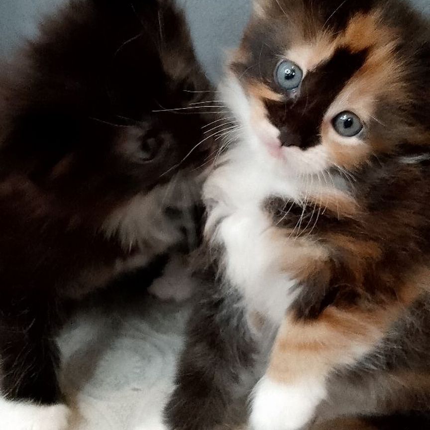 Малыши Мэйн-кун