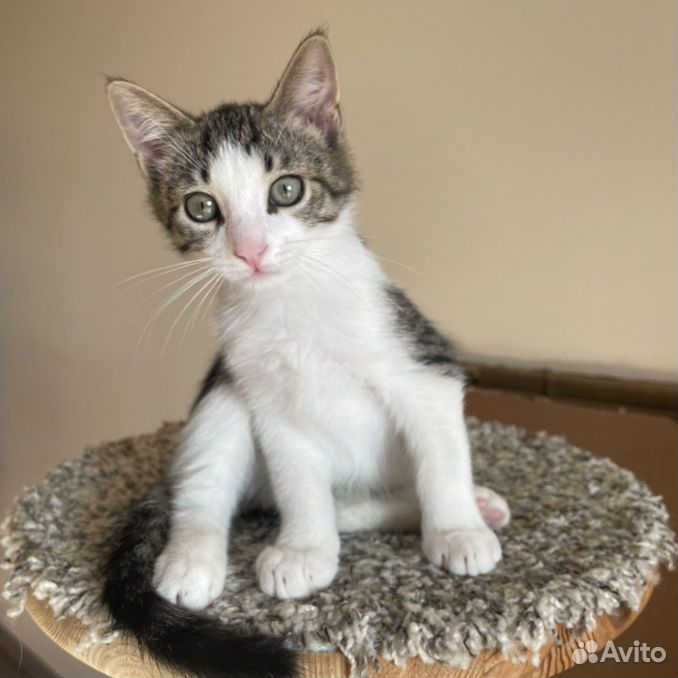 Котенок Карасик