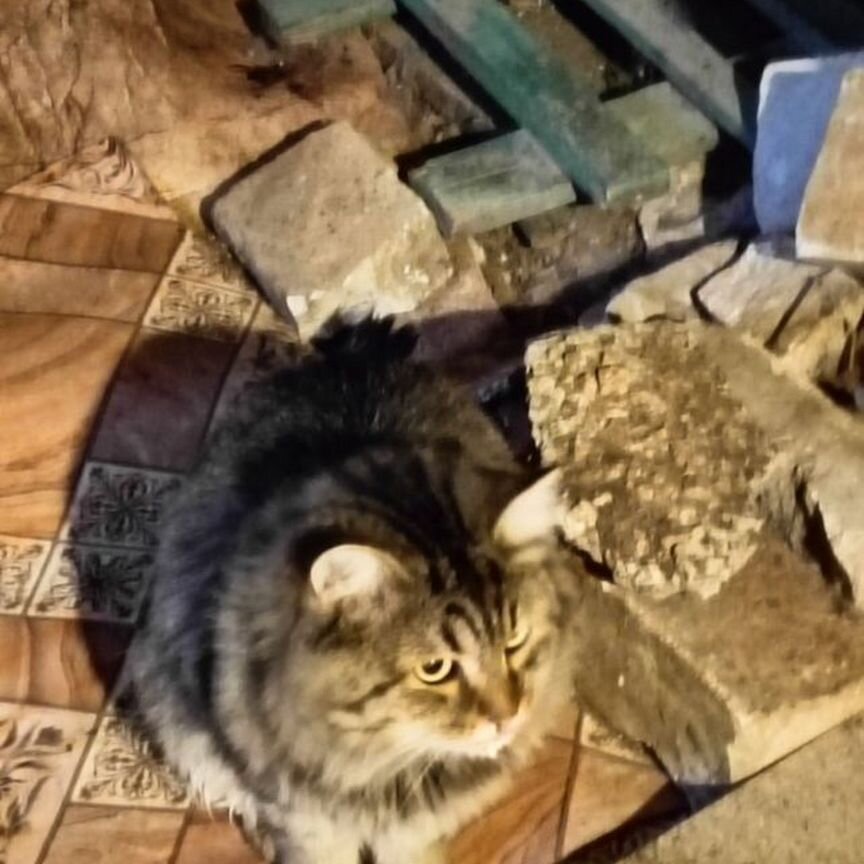 Кот