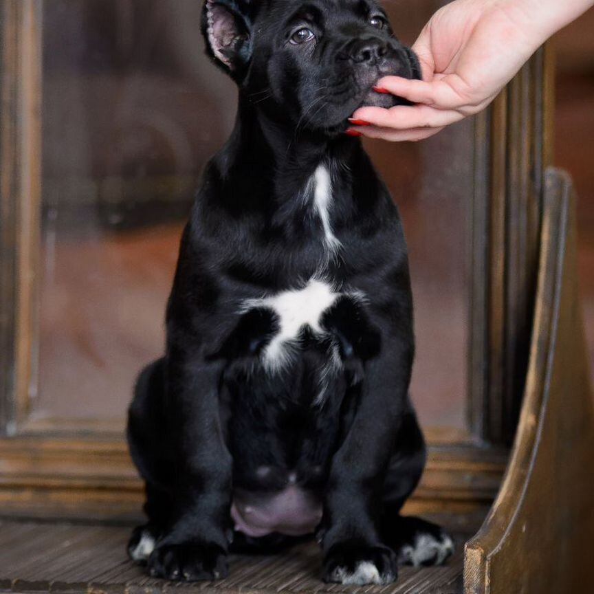 Шикарные дамы Кане корсо