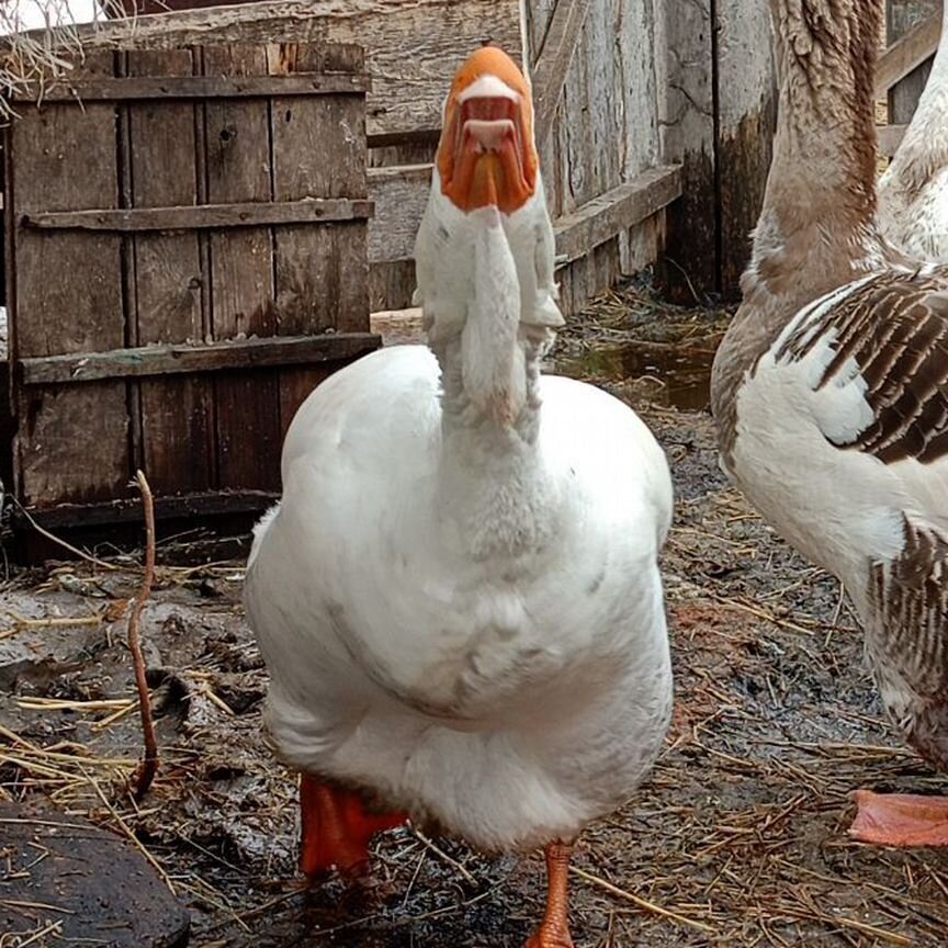 Холмогорские,Тулузкие гуси