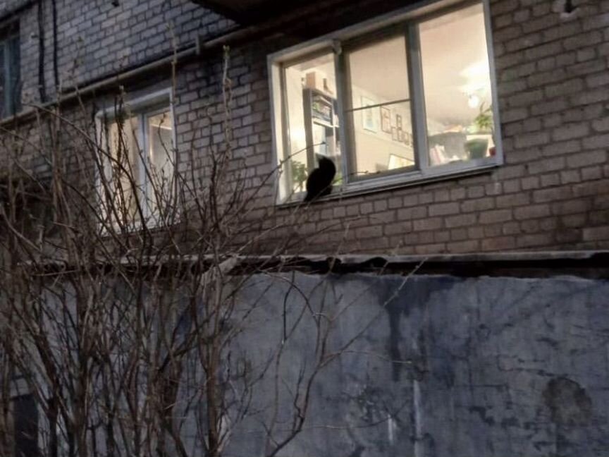 Котика выкинули