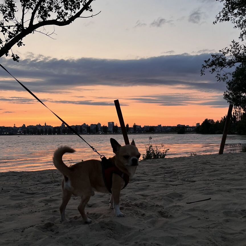 Чихуахуа, взрослый пёс