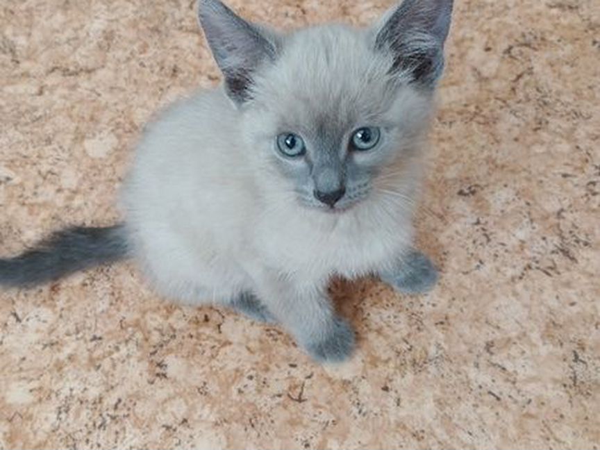 Котята в добрые руки бесплатно