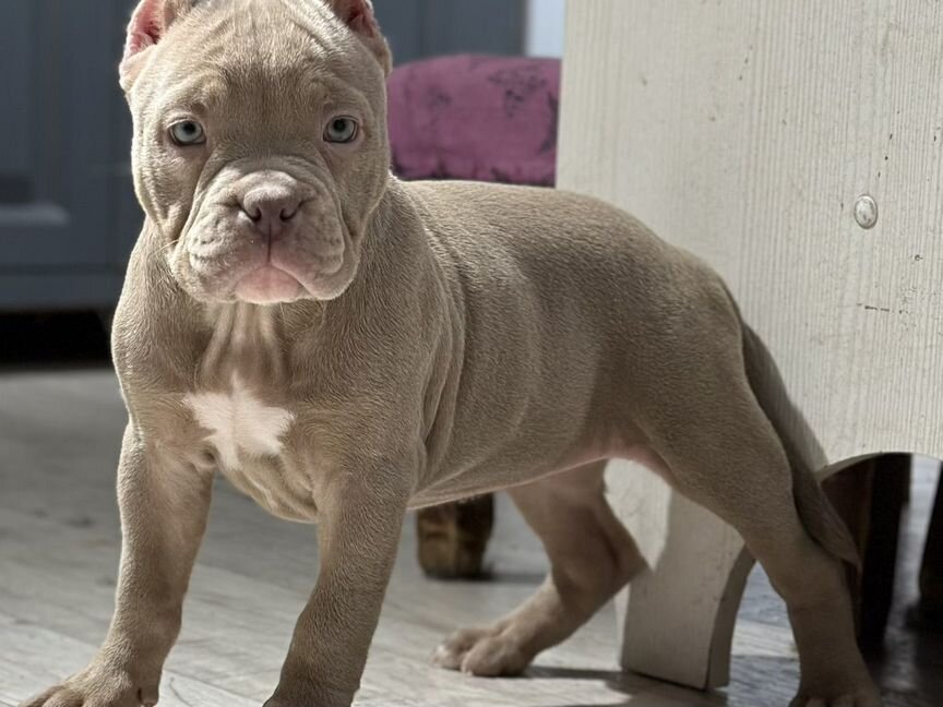 Девочка амбулли авкс