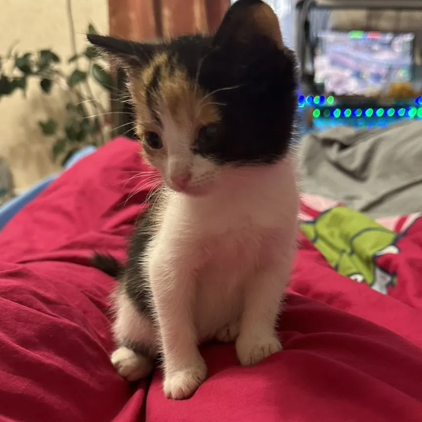 Котята