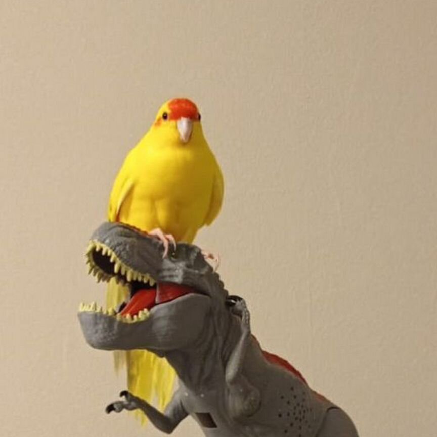 Попугай Какарик