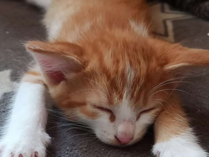 Котенок ищут дом