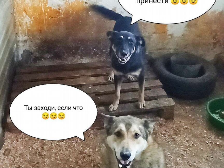 Почти лайка весёлого нрава и с хвостом-бубликом