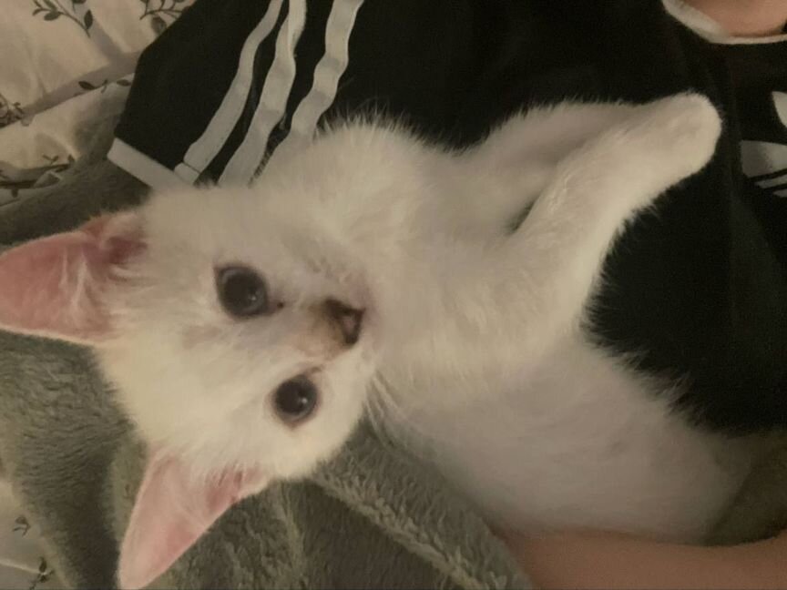 Шотландский котенок девочка