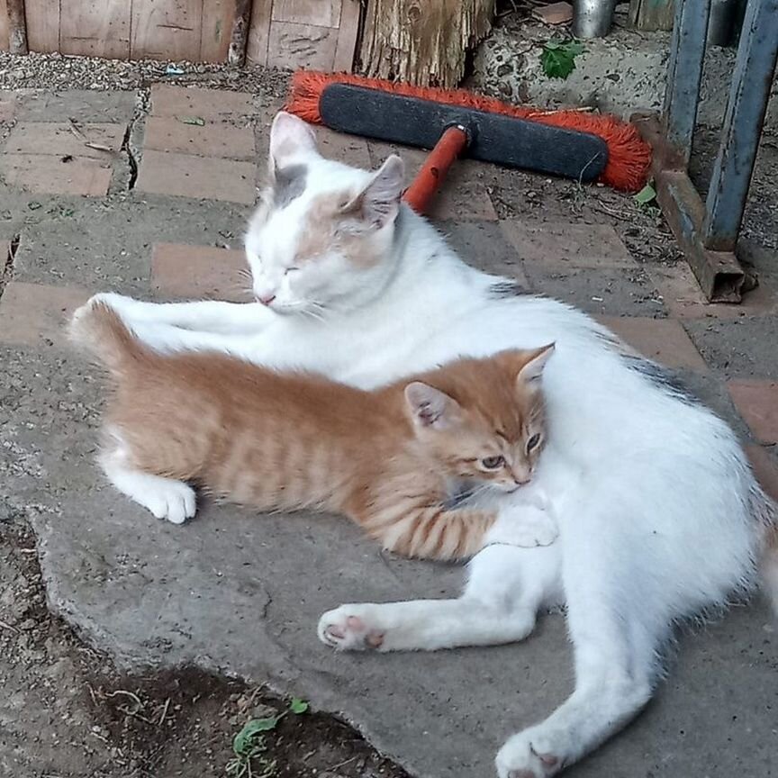 Кошка и котенок брошены на дачах