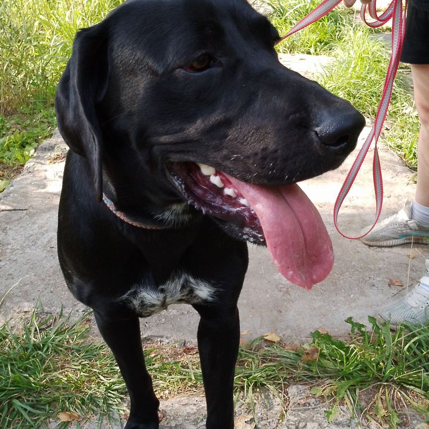 Неизвестная собака