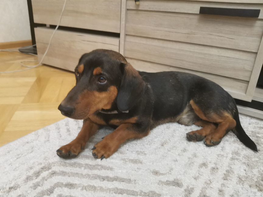 Ищем хозяина таксы