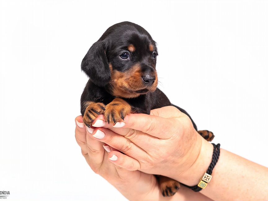 Чёрный Милаш