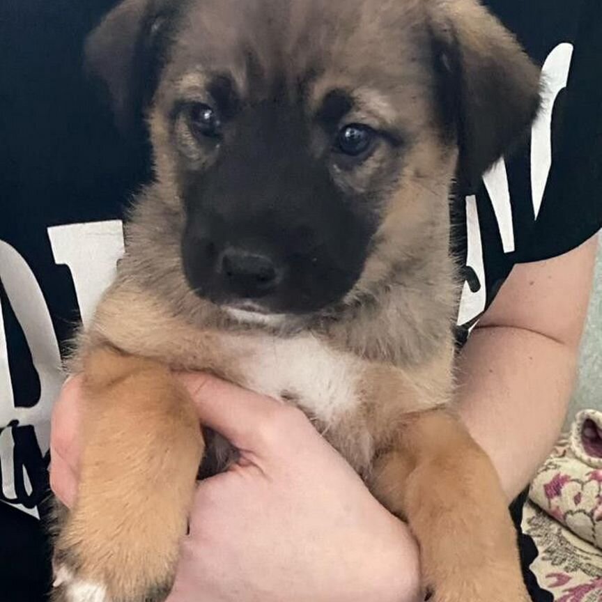 Щенок девочка в добрые руки