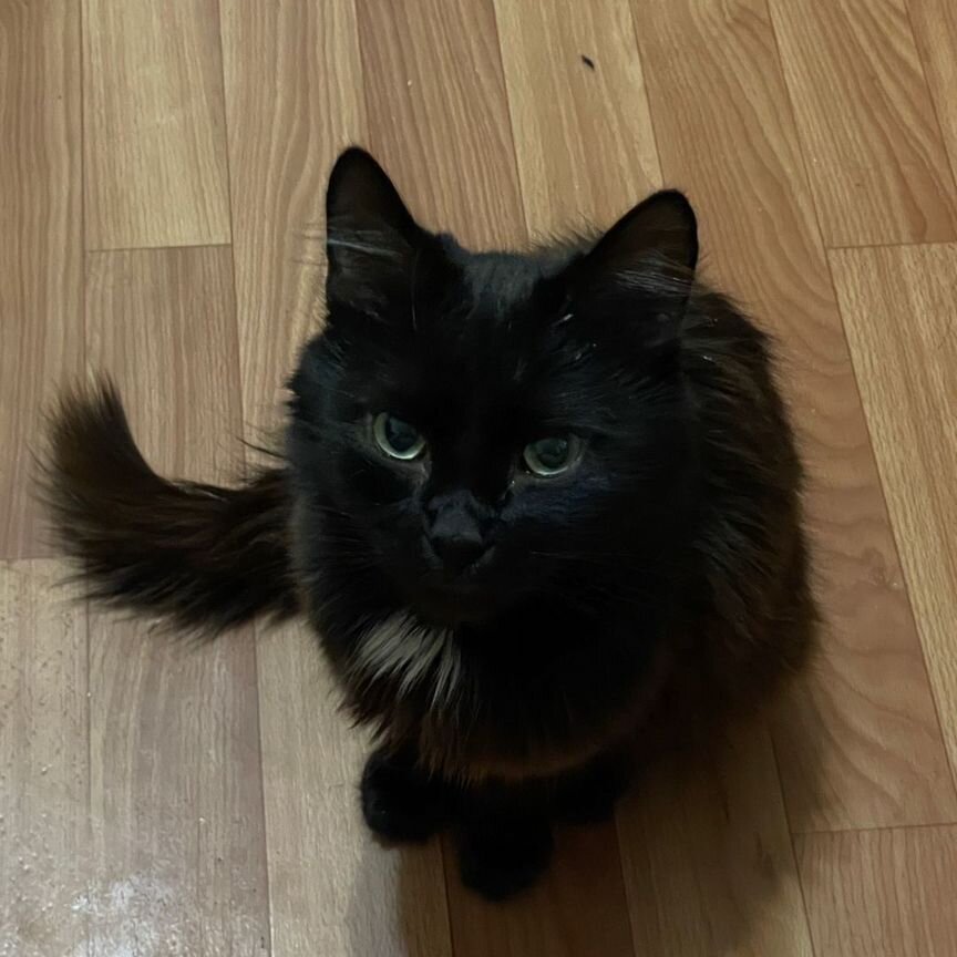 Кот в добрые руки