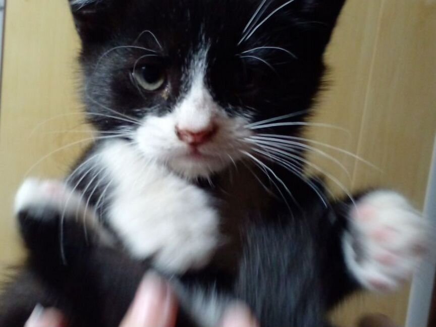 Отдам разных котят в добрые руки, район Острякова