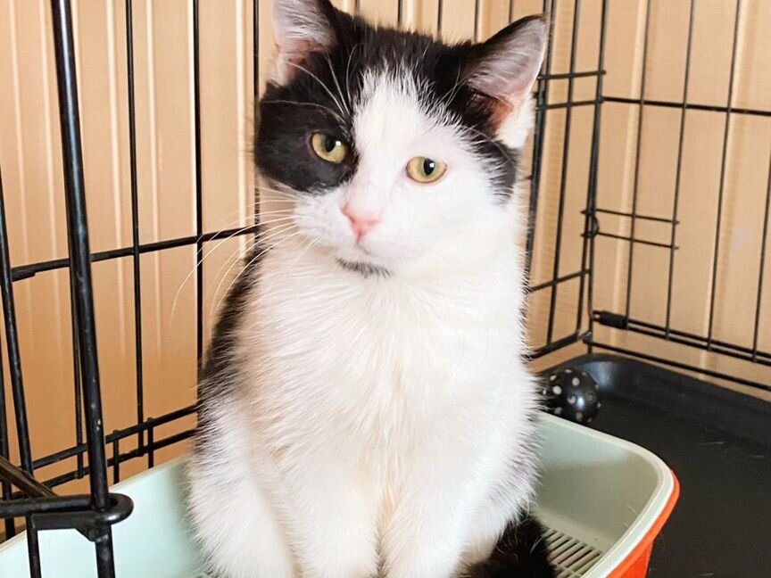 Самый ласковый, контактный котёнок девочка 4,5 м