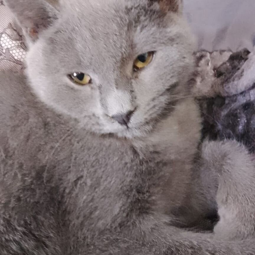 Найден котёнок
