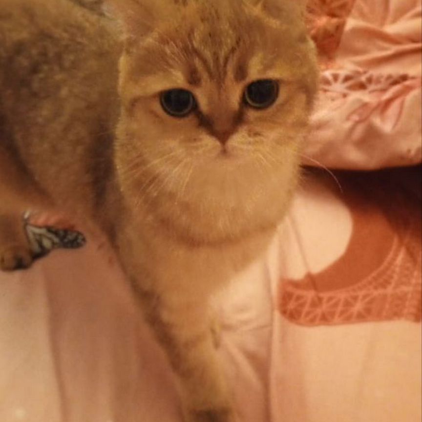 Отдам котенка в добрые руки