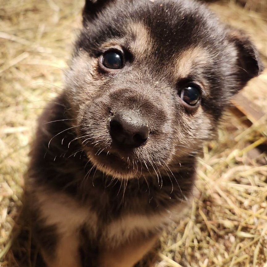 Щенки в добрые руки