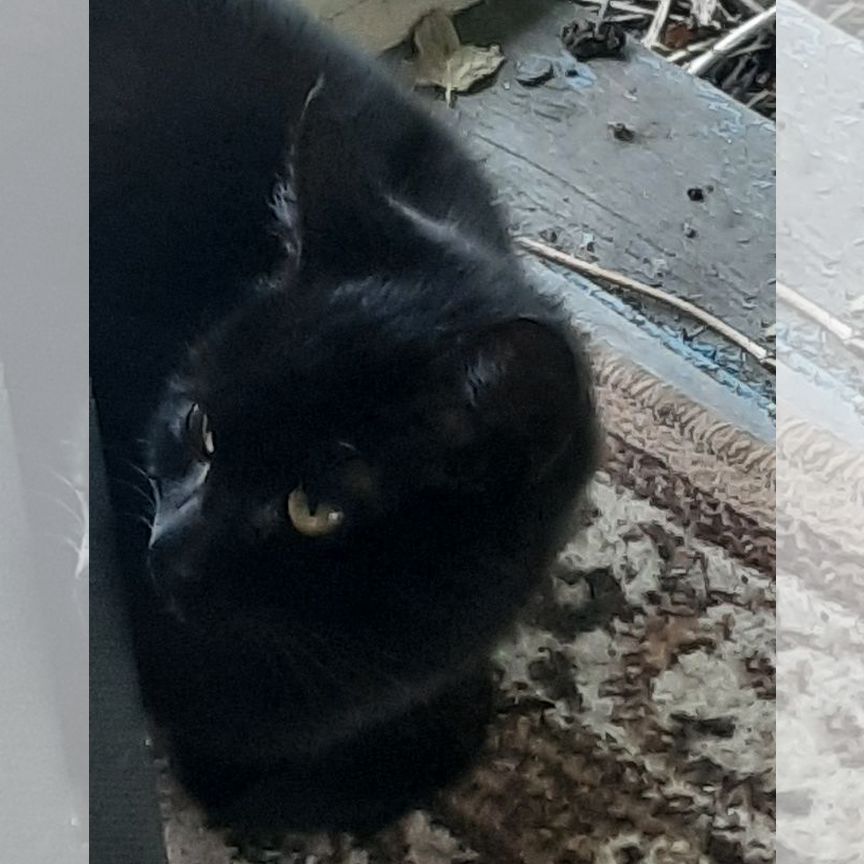 Хочу пристроить котёнка